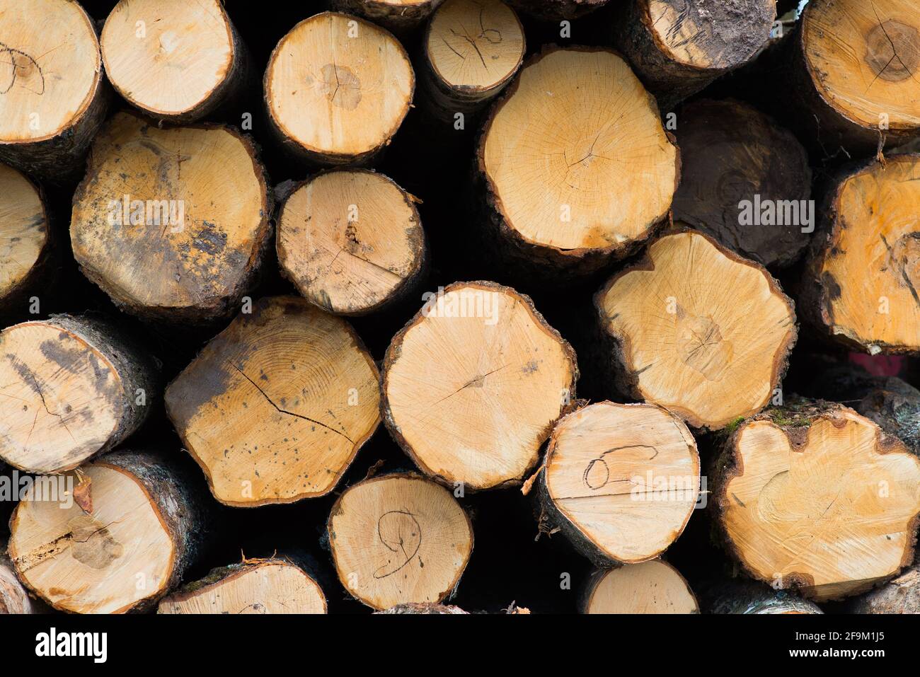 Stacked wood pine timber for construction buildings, Backgrounds Stock ...