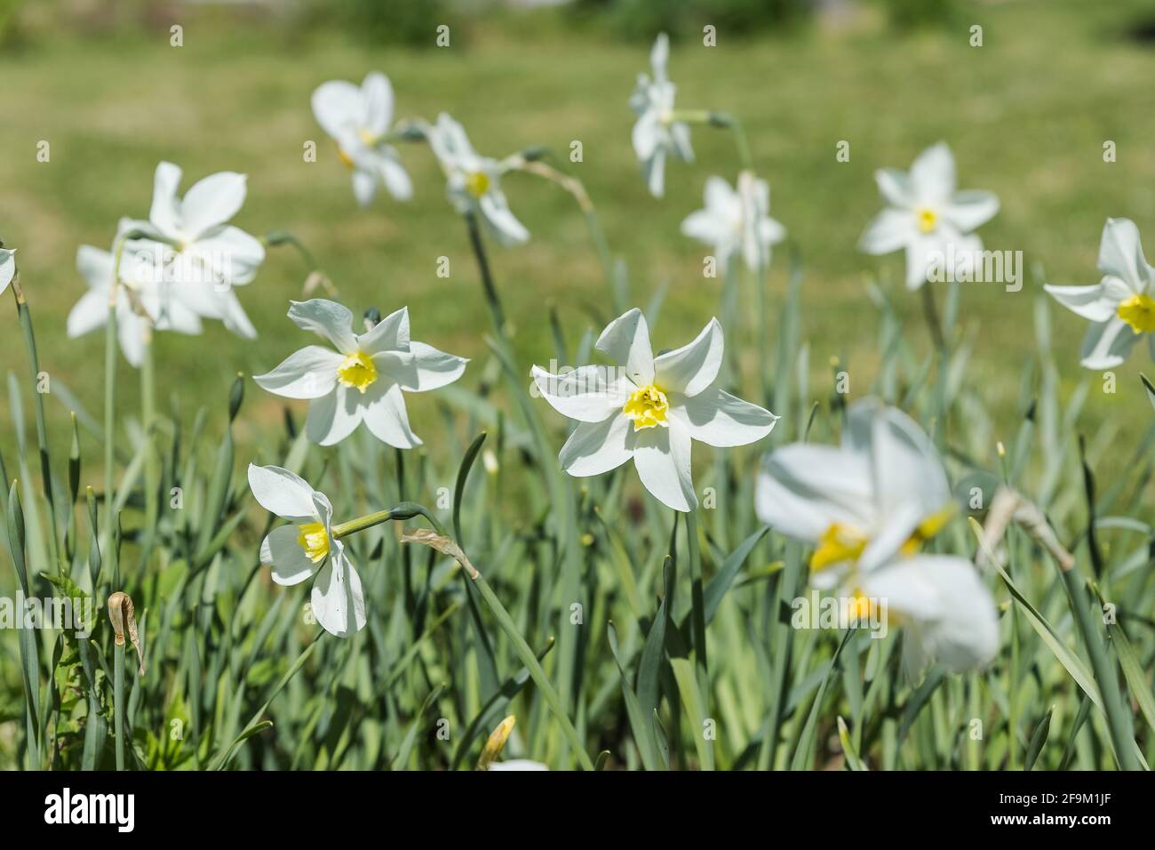 Daffodils in a sunny spring garden Stock Photo - Alamy