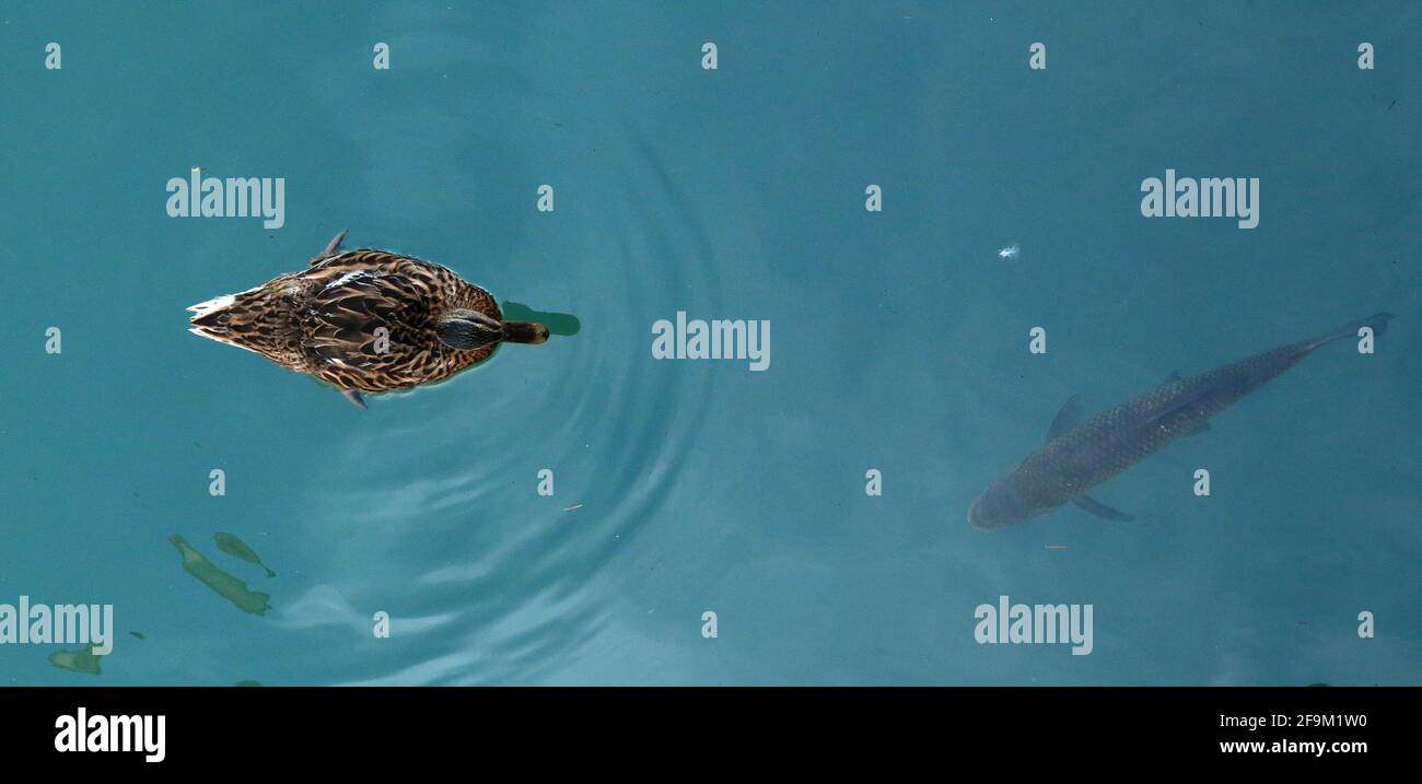 Duck fish hi-res stock photography and images - Alamy