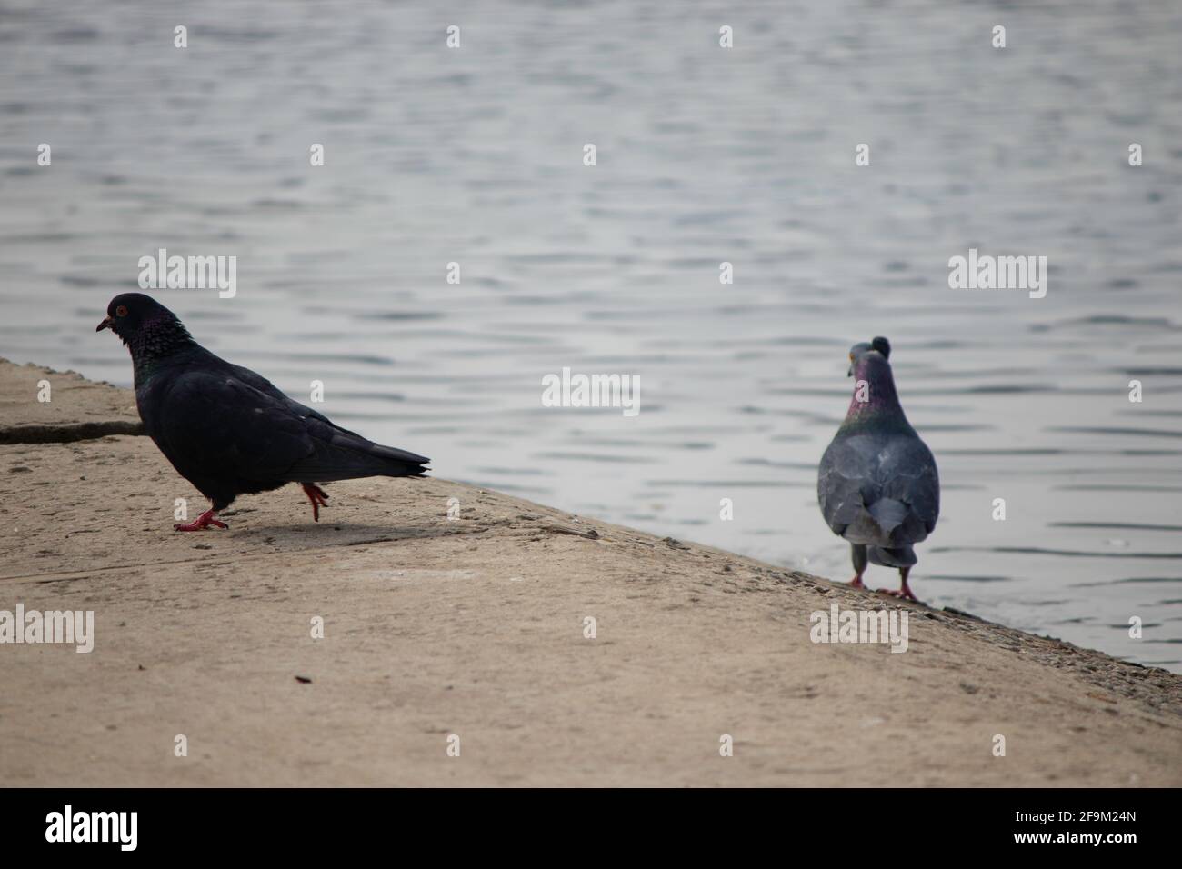 Pigeons rest hi-res stock photography and images - Alamy