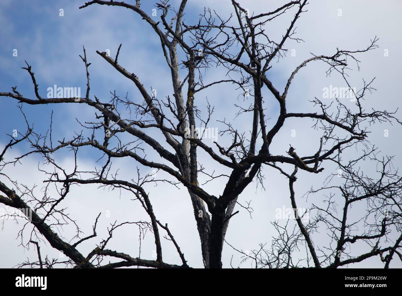 spring tree without leaves on a background of blue sky and fluffy white ...