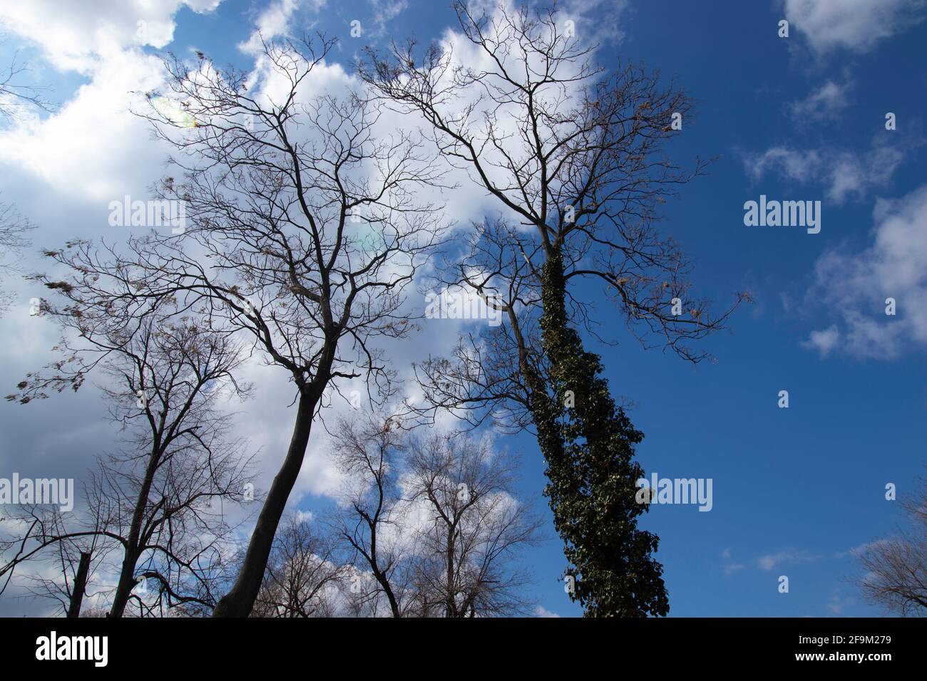 Winter tree without leaves covered hi-res stock photography and images ...