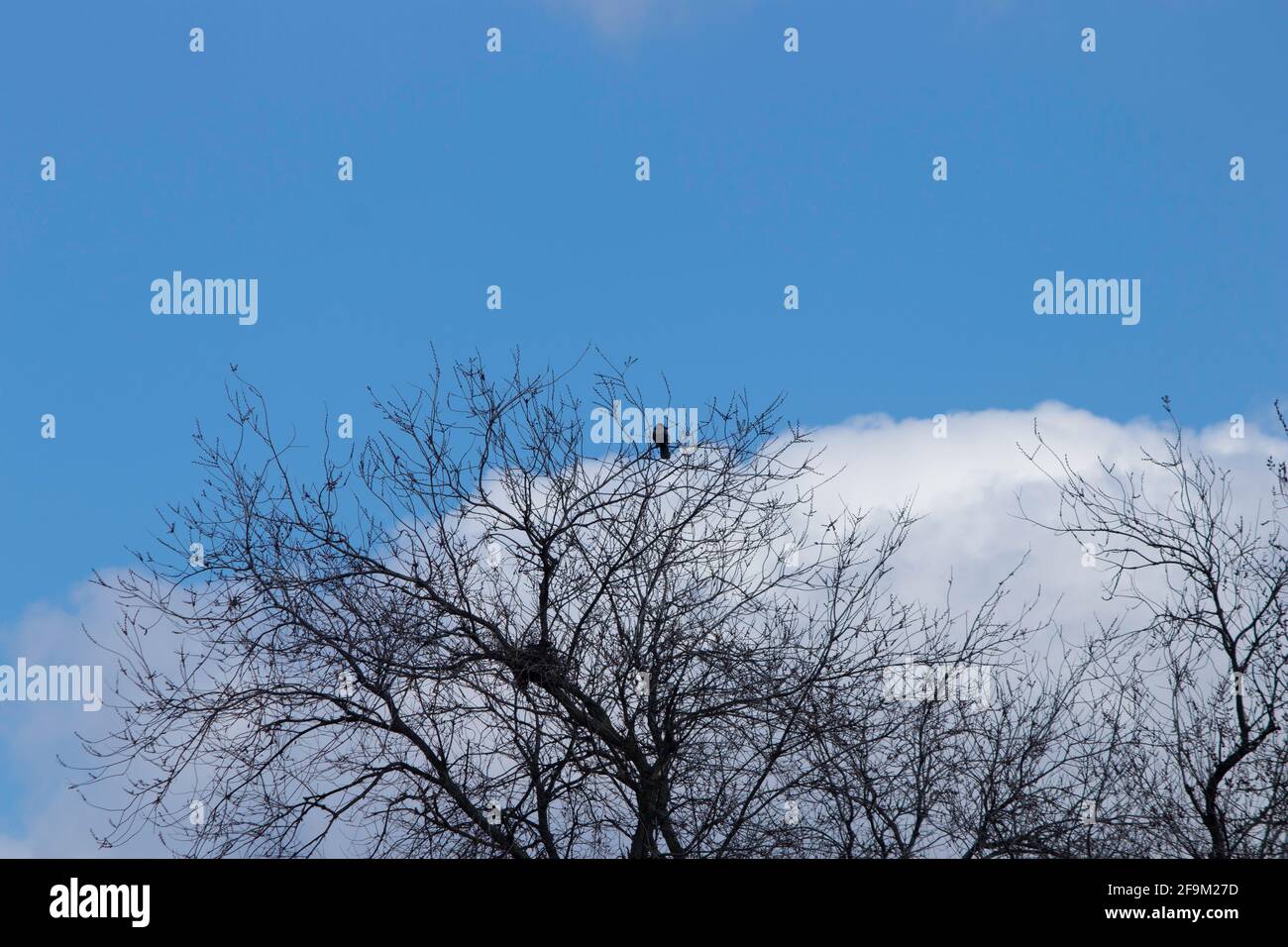 spring tree without leaves on a background of blue sky and fluffy white ...