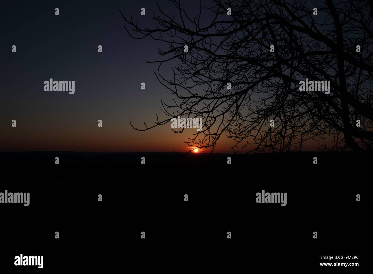 red sunset, red sun goes over the horizon, tree branches on the ...