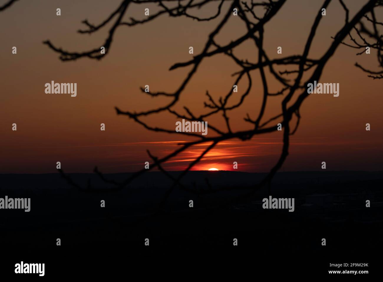 red sunset, red sun goes over the horizon, tree branches on the ...