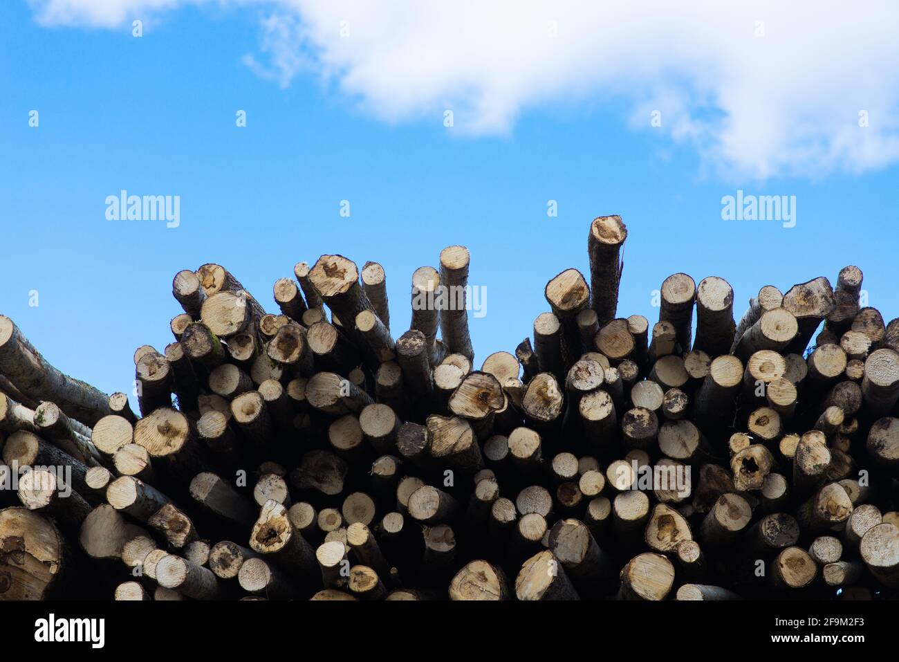 Stacked wood pine timber for construction buildings, Backgrounds Stock ...