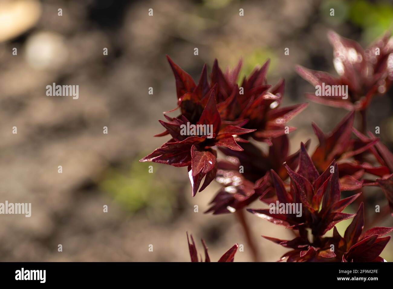 dark red leaves on a young plant in spring on a dark ground background ...