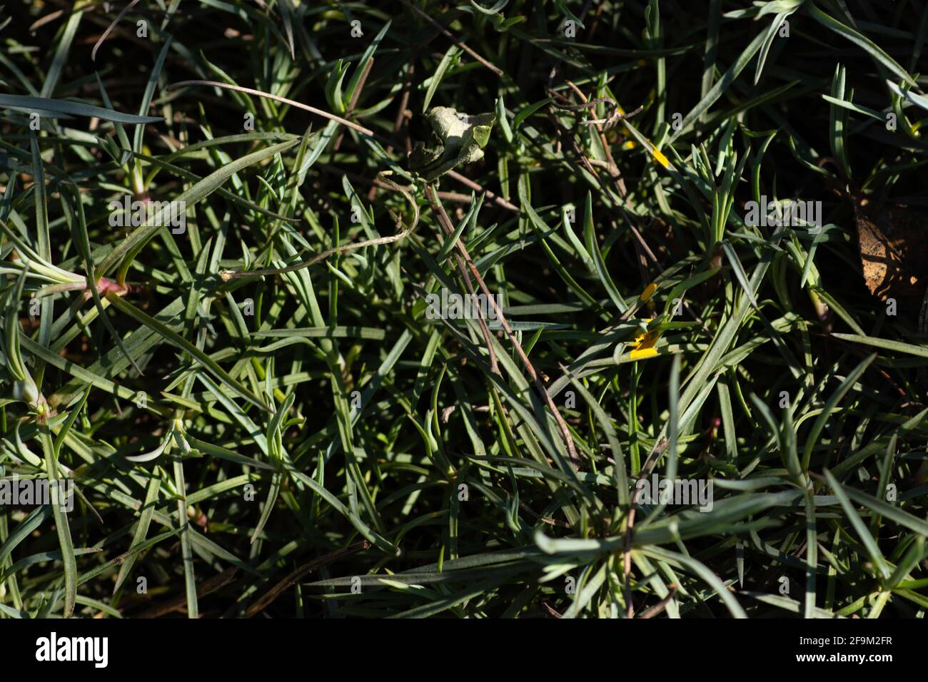 green cobweb from a plant on the ground Stock Photo - Alamy