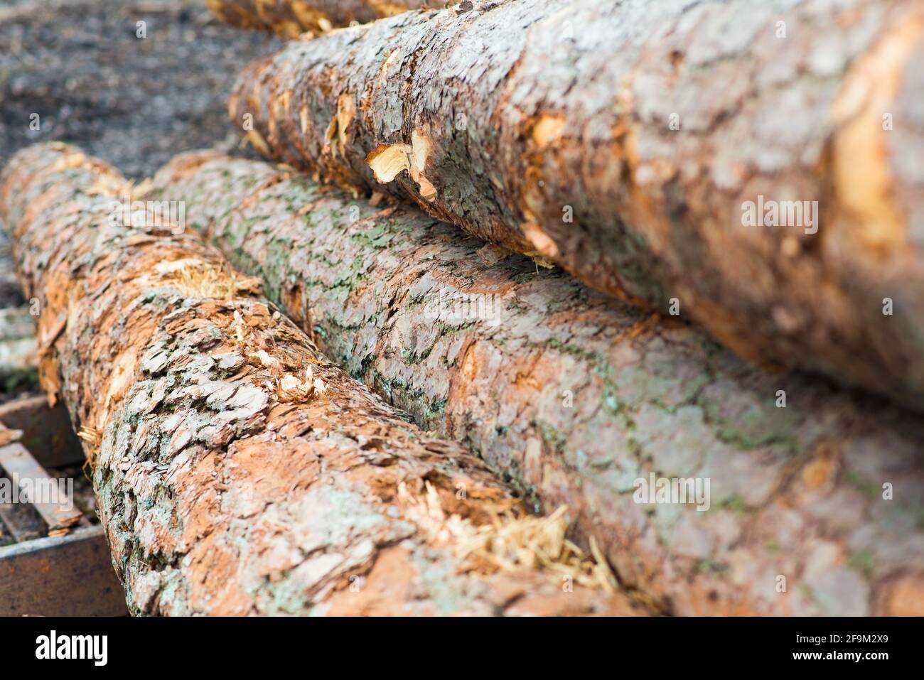 Stacked wood pine timber for construction buildings, Backgrounds Stock ...