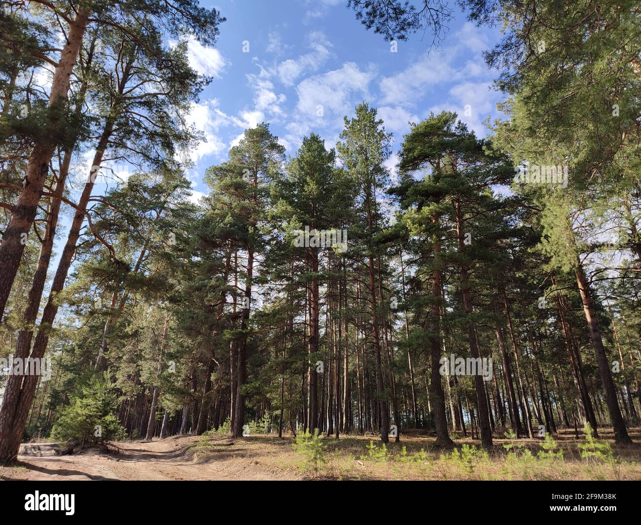 A tree in a forest Stock Photo - Alamy