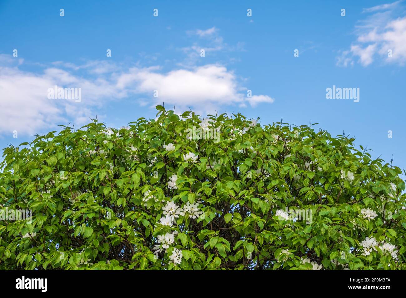 Apple tree branches with white flowers on a background of blue cloudy ...