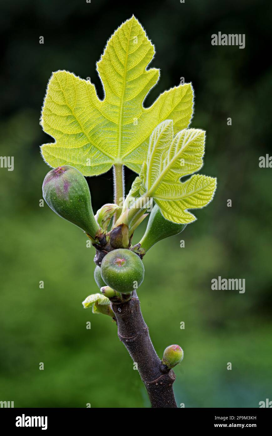 Branch of fig tree in spring, showing emerging leaves and fruit Stock ...