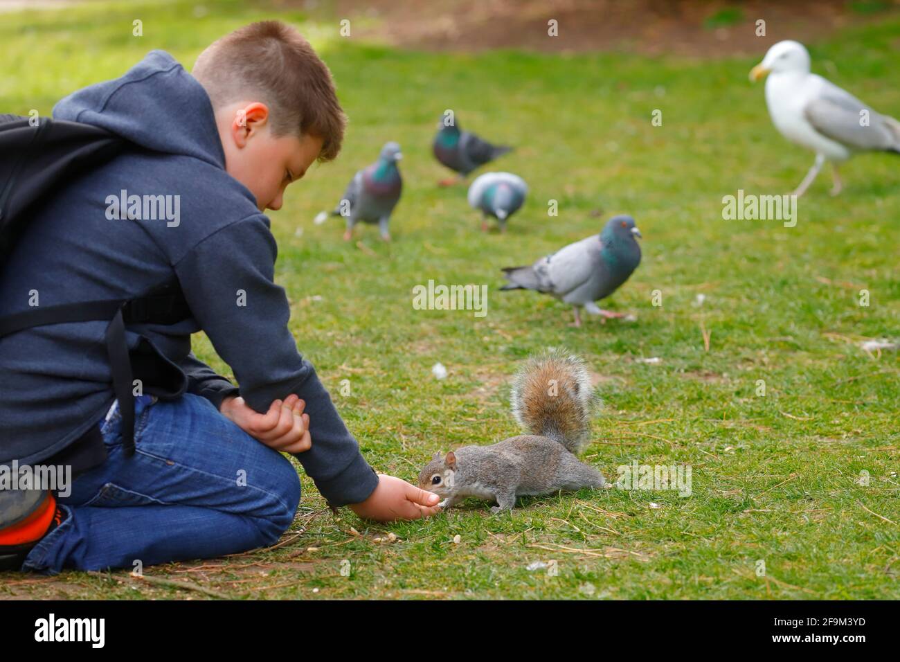 Human friendly squirrel hi-res stock photography and images - Alamy