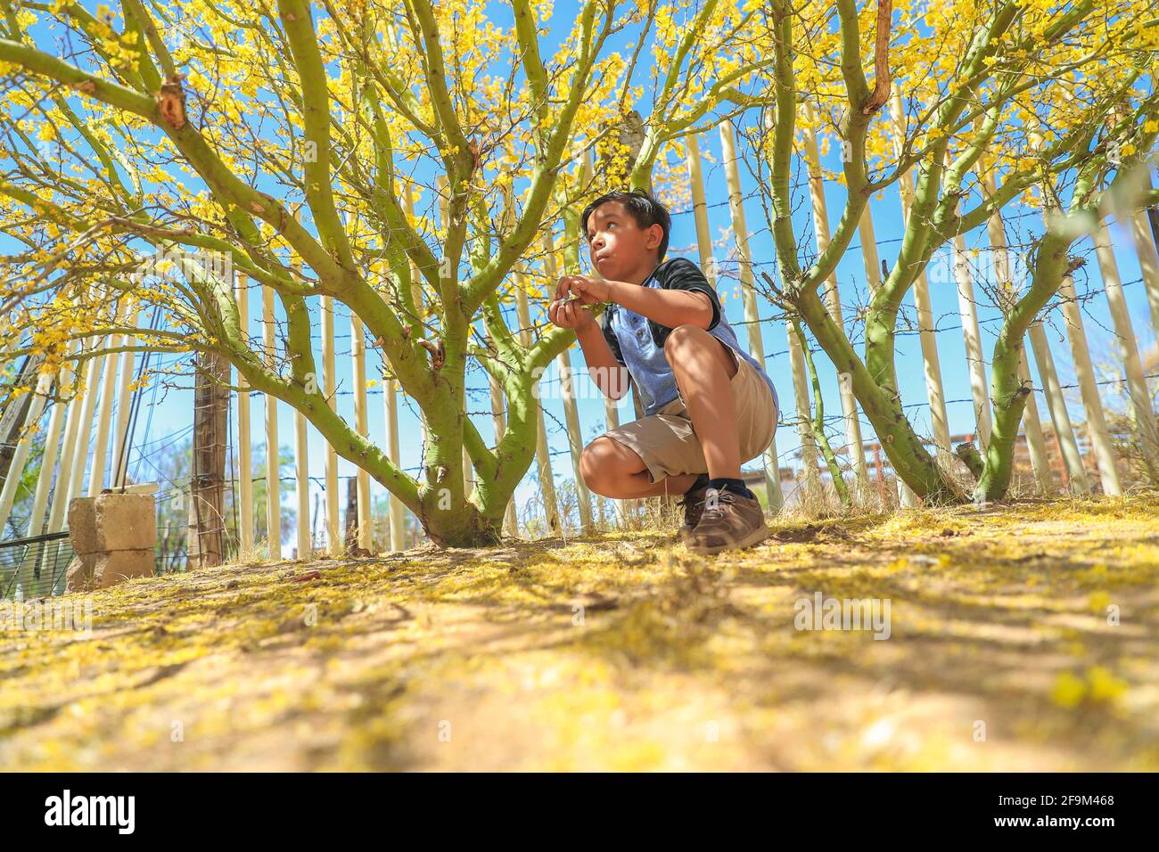 A boy named Ronald Gutierrez jr collects chucata de palo verde, amber ...