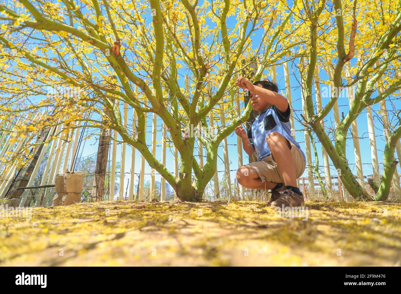 A boy named Ronald Gutierrez jr collects chucata de palo verde, amber ...