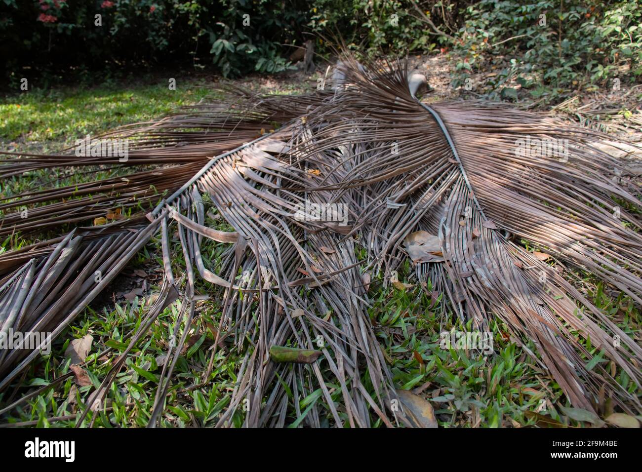 Footage of deforestation hi-res stock photography and images - Alamy