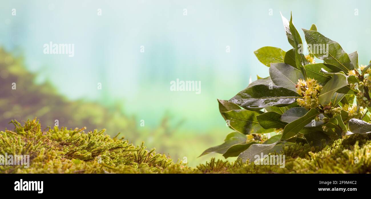 Daphne tree hi-res stock photography and images - Alamy