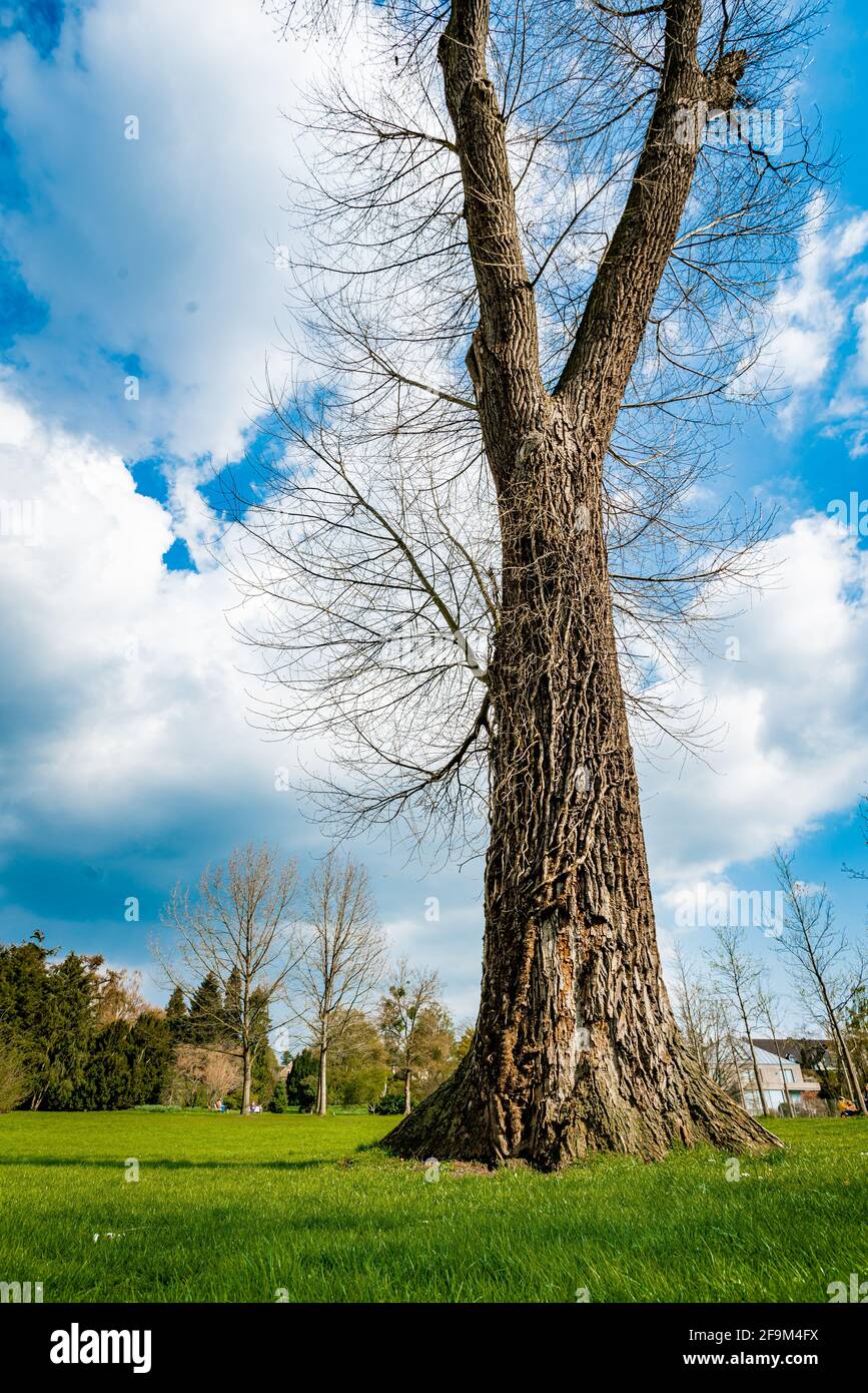 A Single Tree Standing Alone with Blue Sky and Grass Stock Photo - Alamy