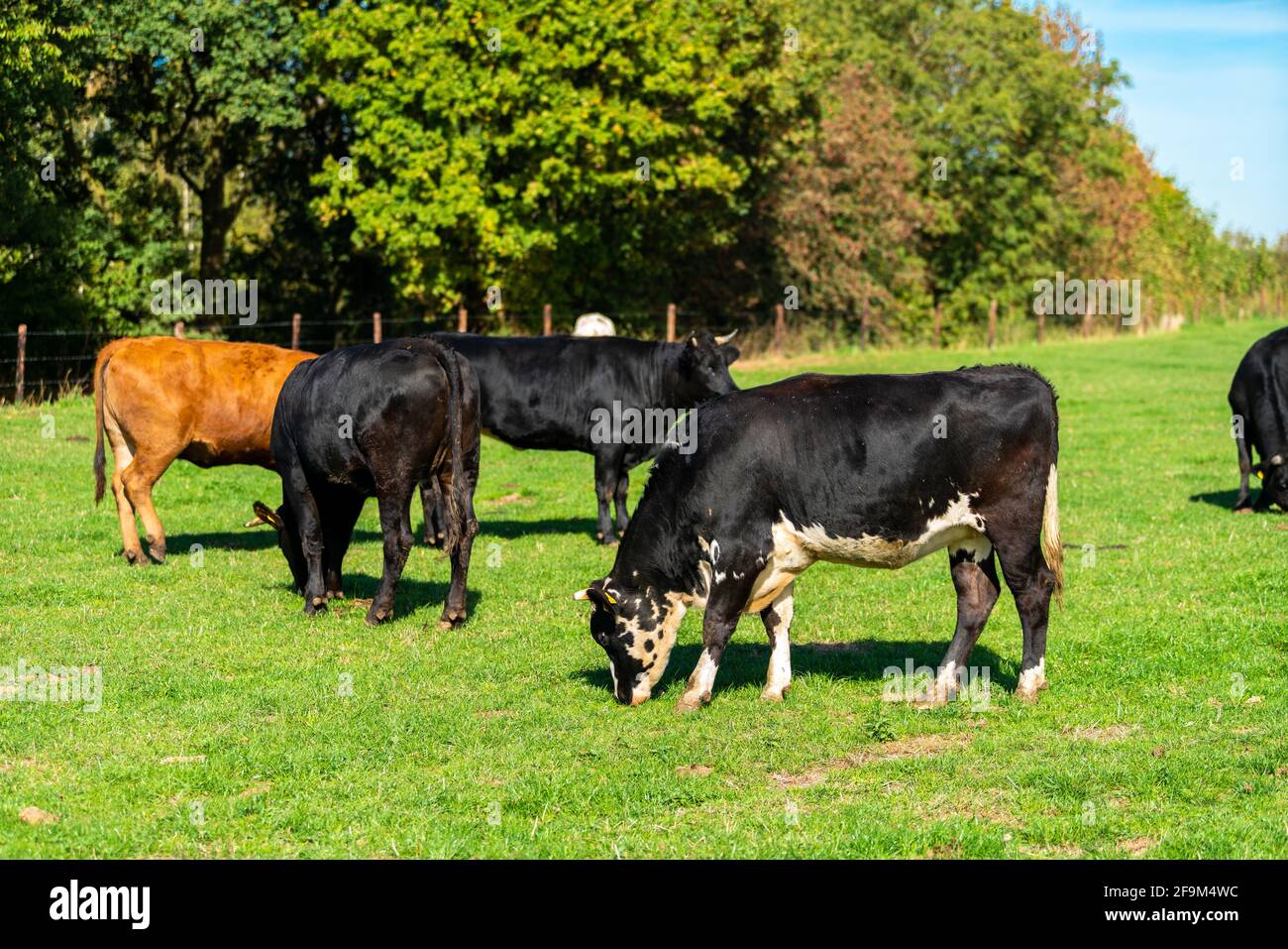 Cattle in the meadow. Cows on a green field Stock Photo - Alamy