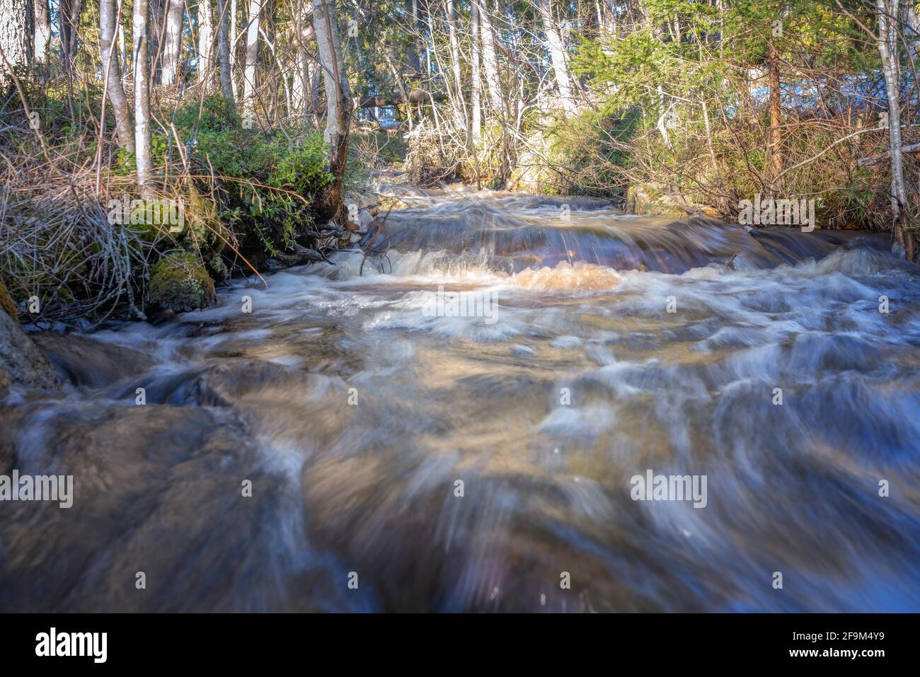 Scandinavian forest hi-res stock photography and images - Alamy