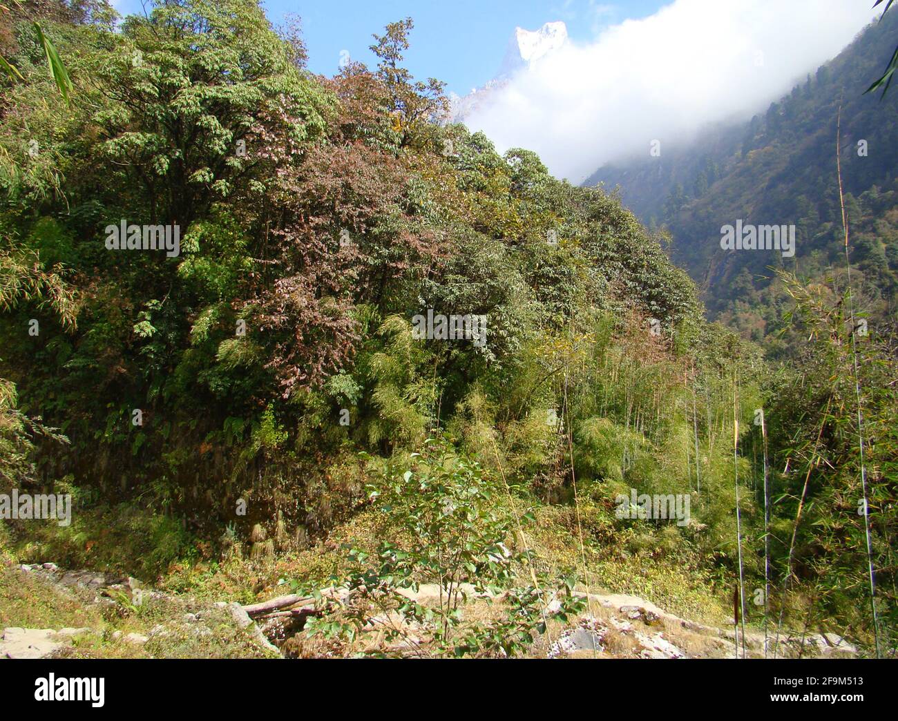 Eastern himalayan broadleaf forests hi-res stock photography and images ...