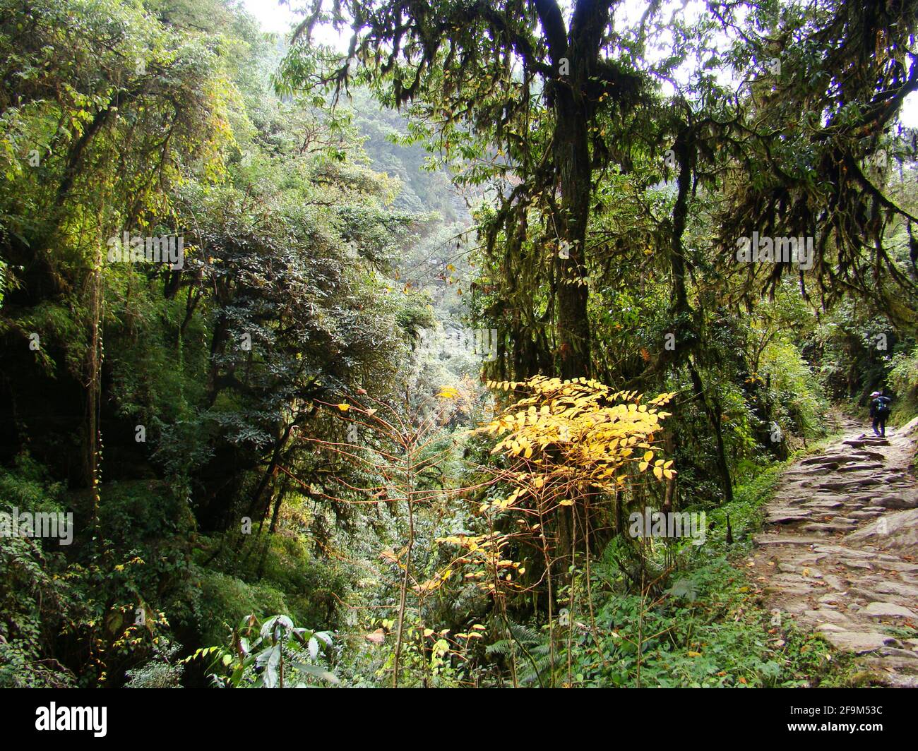 Eastern Broadleaf Forest