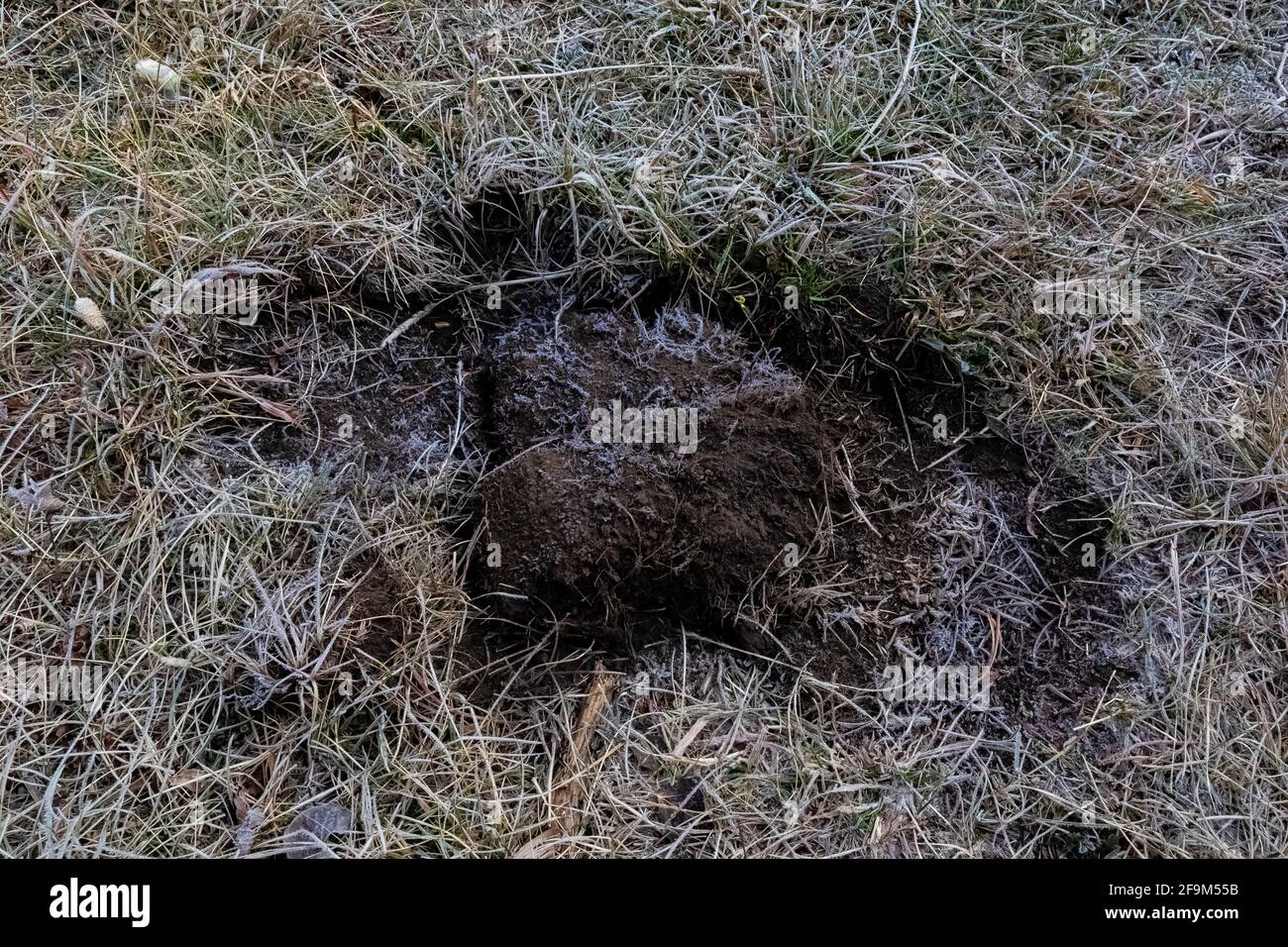 Fresh bear (Black or Grizzly) digging in Rock Creek Valley campsite in ...
