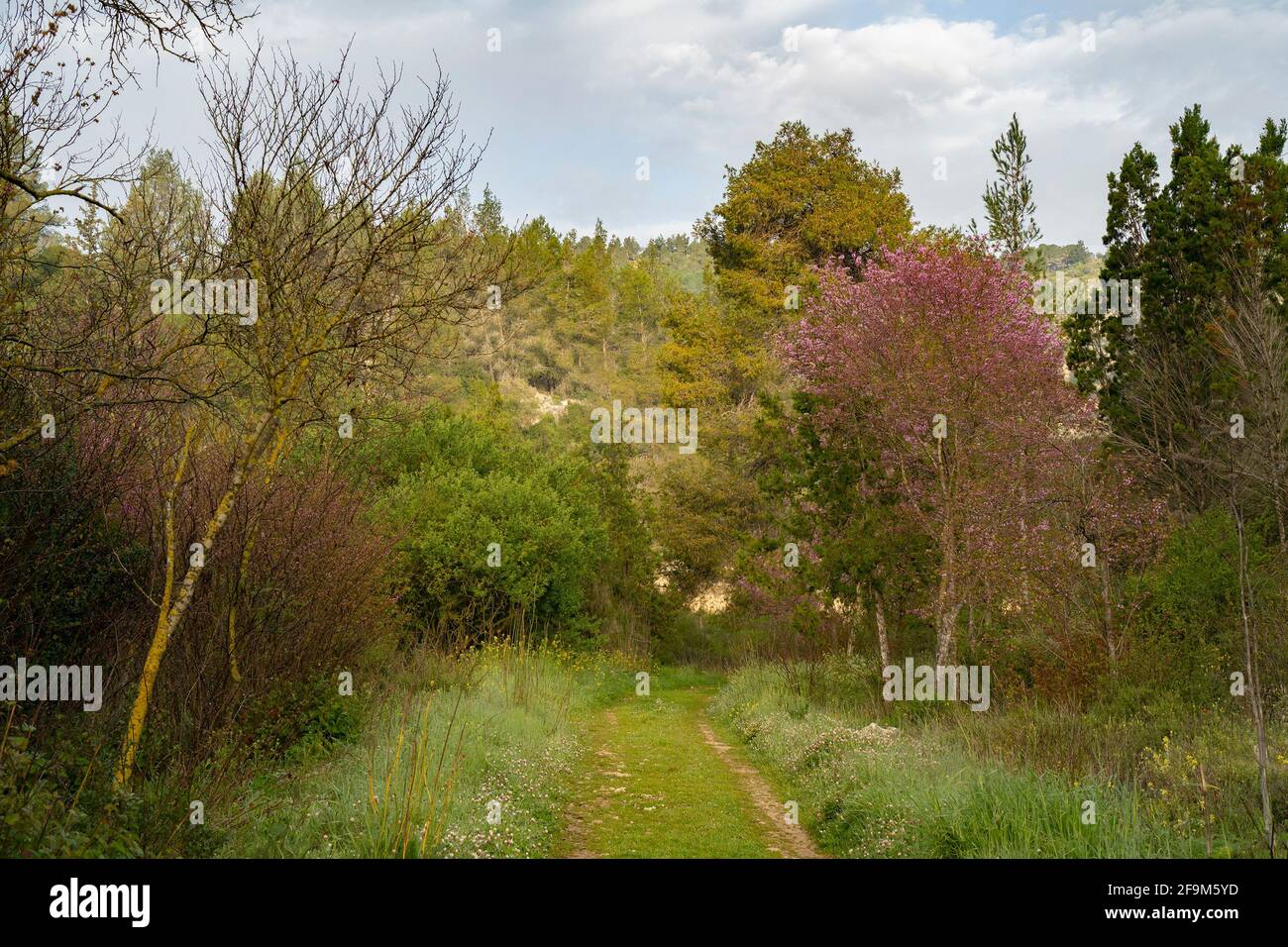 A grassy path in a forest in the judea mountains, near Jerusalem ...