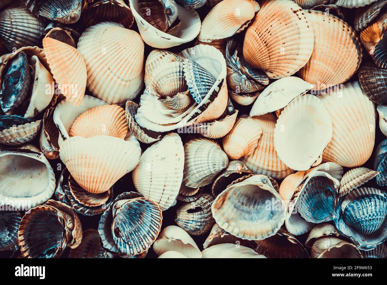 Mixed colorful sea shells as background. Sea Shell Texture Stock Photo ...