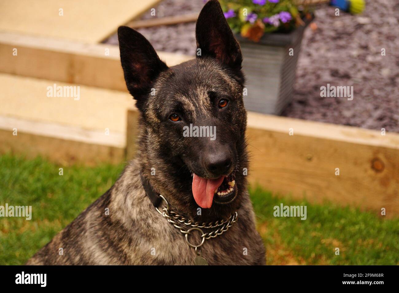 Dutch Shepherd Dog looking at camera with Tongue hanging out the side ...