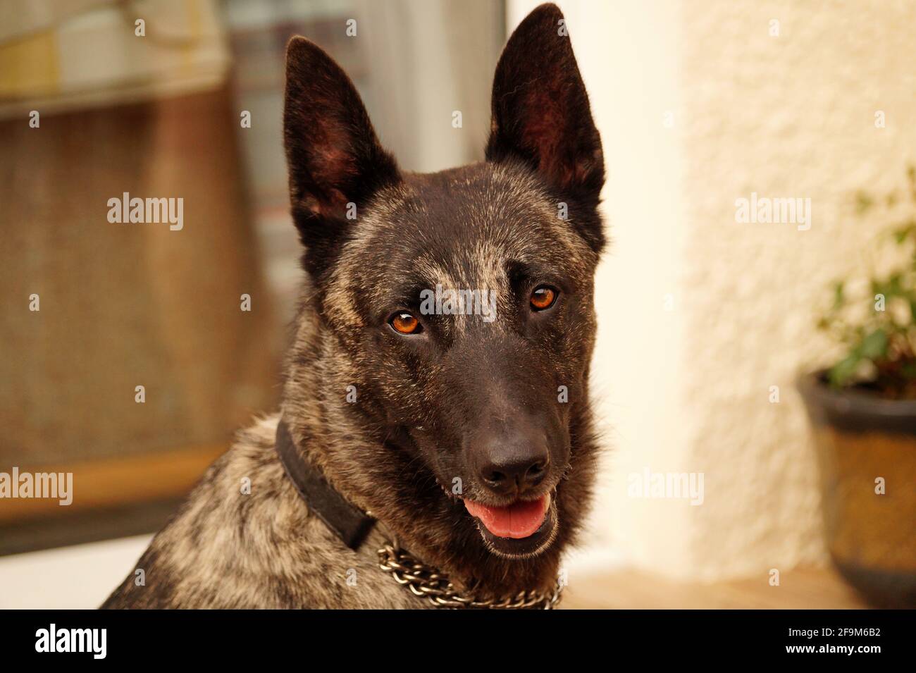 Dutch shepherd hi-res stock photography and images - Alamy