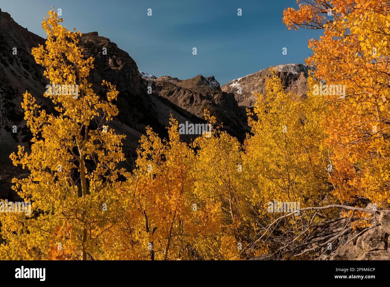 Quaking Aspens, Populus tremuloides, on mountainsides of Beartooth ...