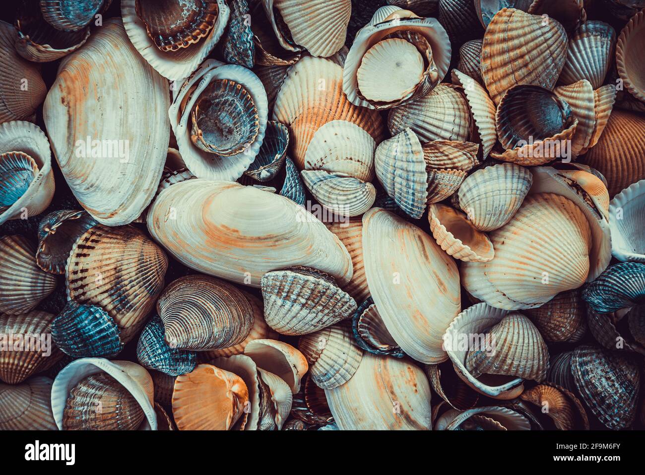 variety of sea shells from beach Stock Photo - Alamy