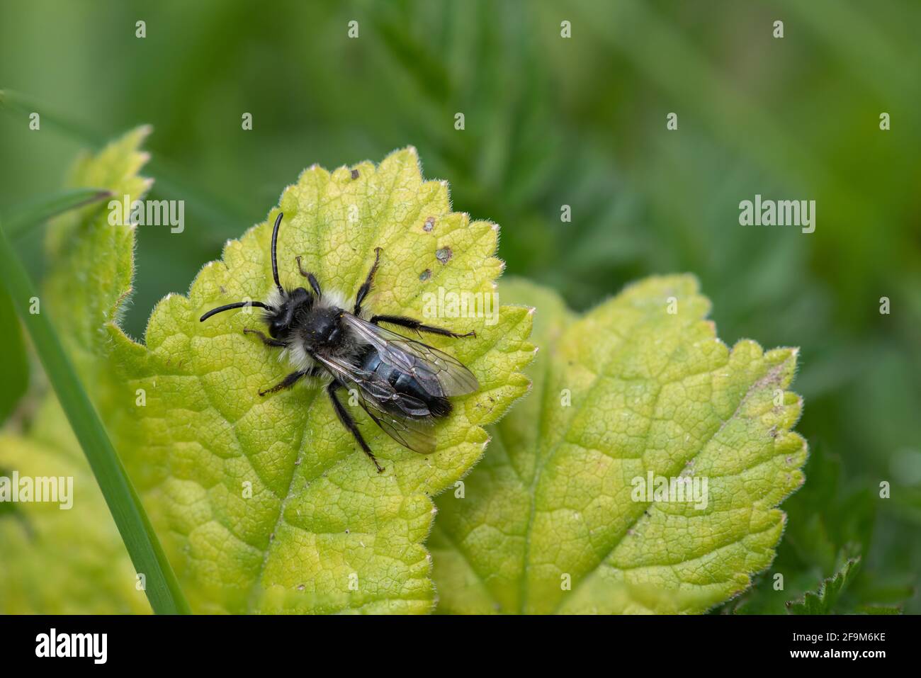 Close up of an ashy mining bee (andrena cineraria) on a leaf in a ...