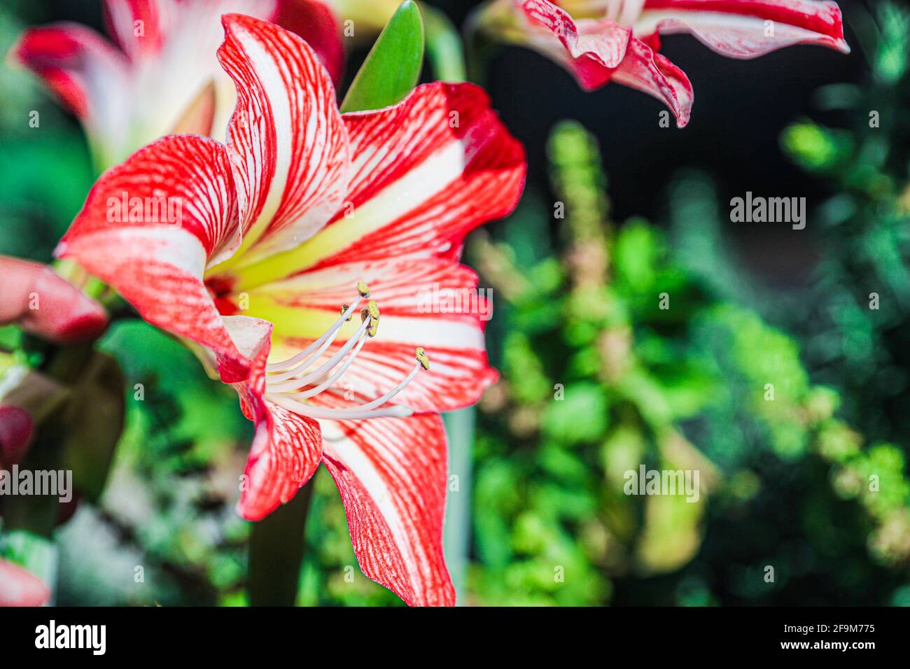 Planta de rosa roja hi-res stock photography and images - Alamy