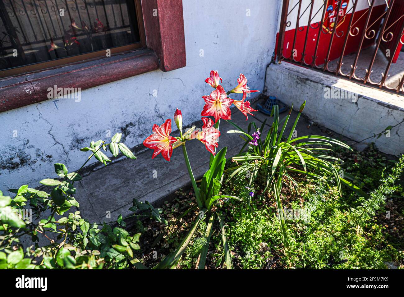 Planta de rosa roja hi-res stock photography and images - Alamy
