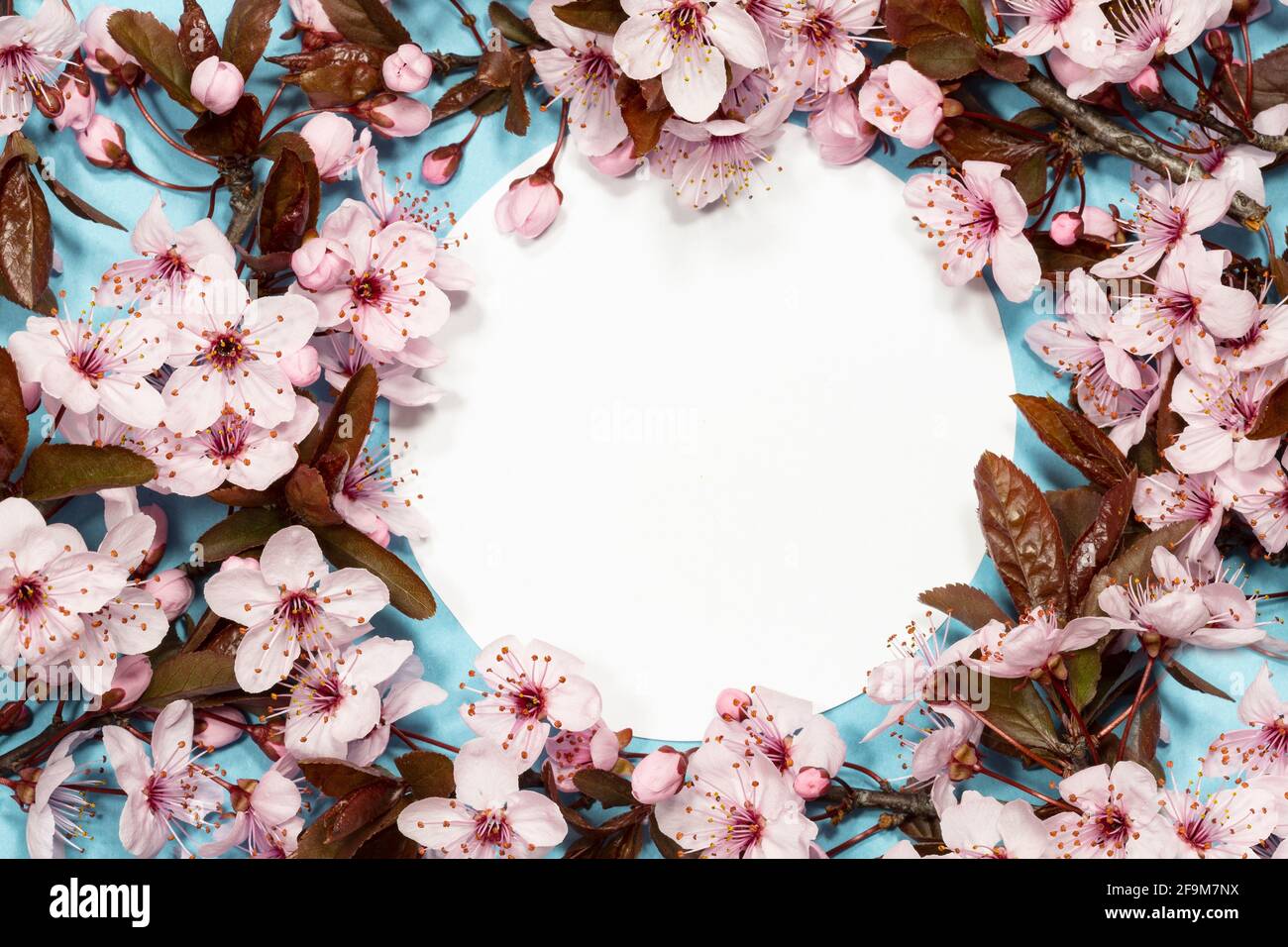 Blank message with a spring blossom Stock Photo - Alamy