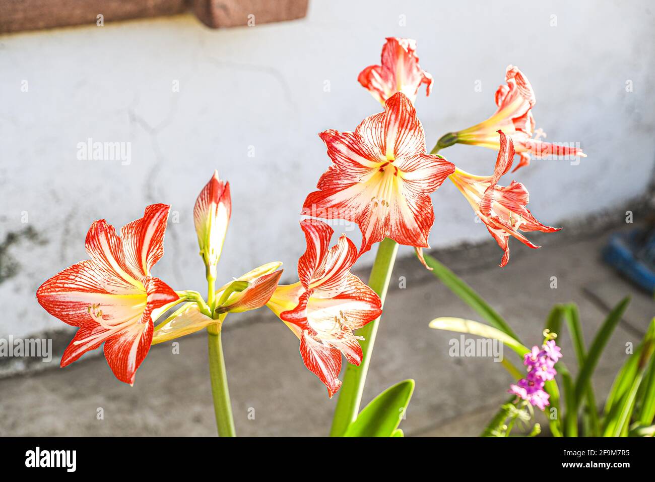 Planta de rosa roja hi-res stock photography and images - Alamy