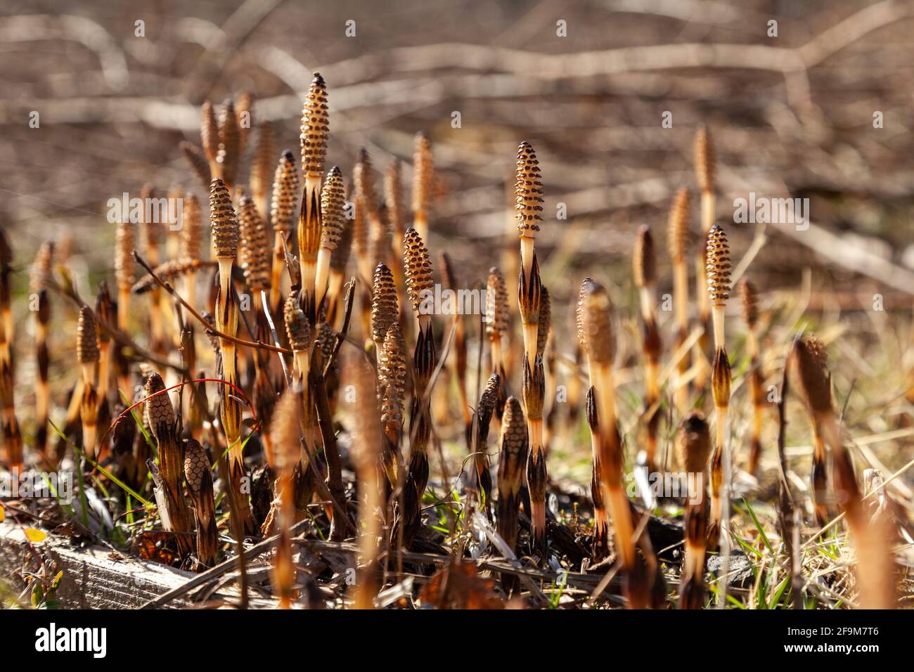 Coltsfoot early spring growth, Tussilago farfara Stock Photo - Alamy