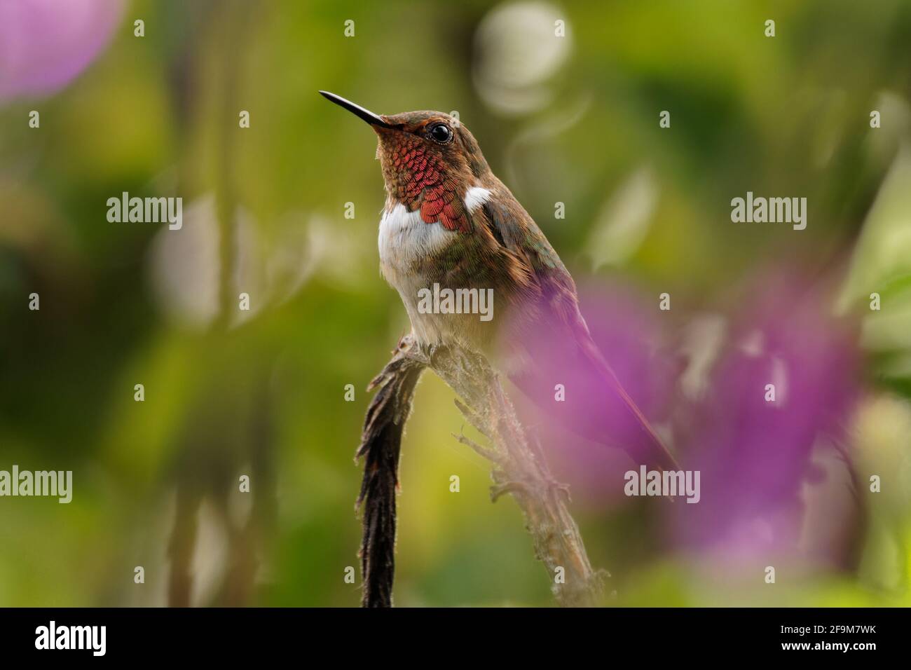 Scintillant Hummingbird - Selasphorus scintilla bird endemic to Costa ...
