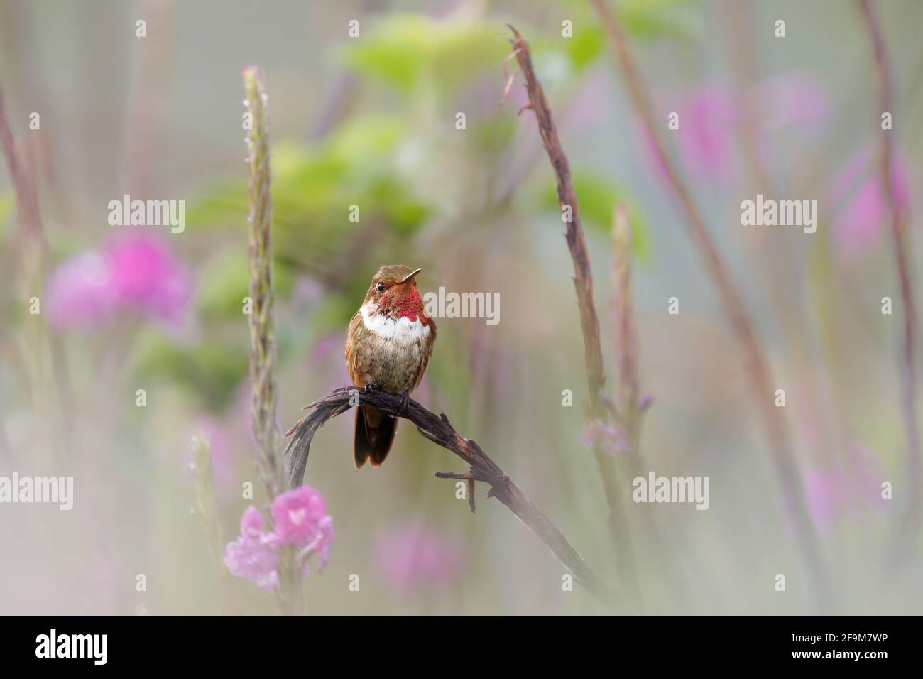 Scintillant Hummingbird - Selasphorus scintilla bird endemic to Costa ...