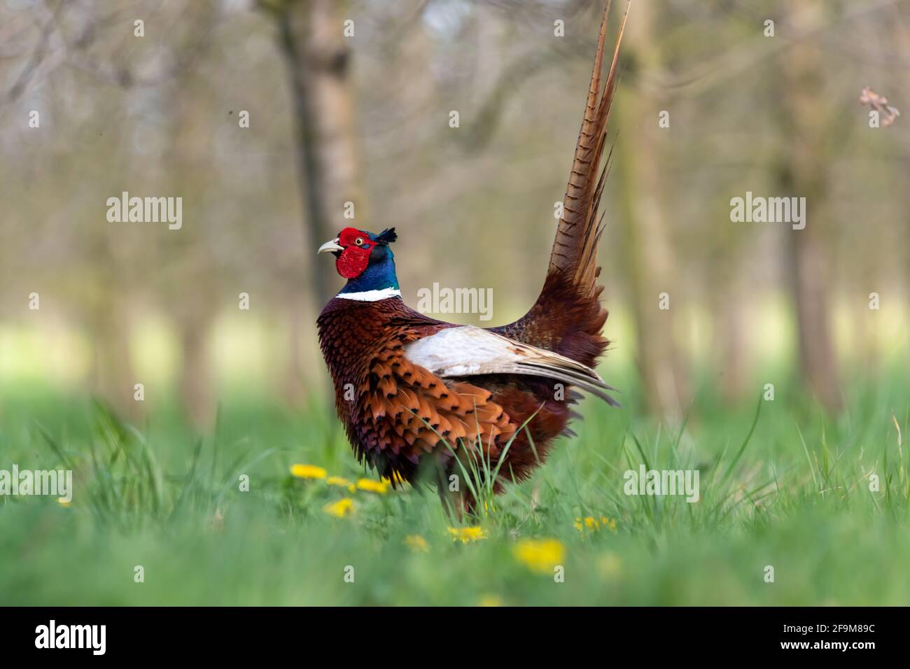 Portrait of a male pheasant (phasianus colchicus) in a meadow Stock ...