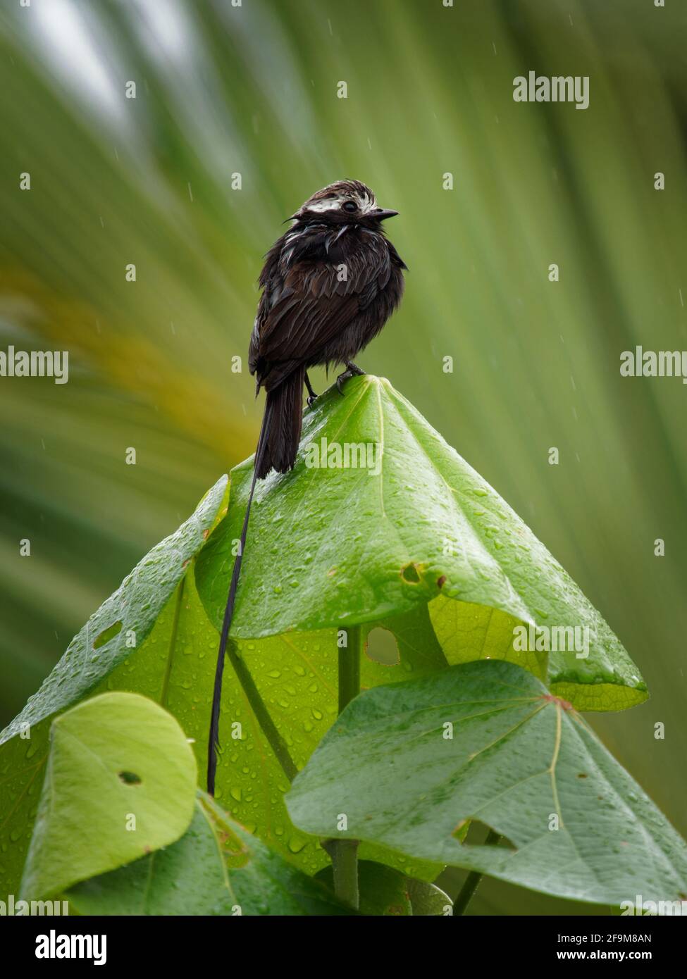 Argentina and honduras hi-res stock photography and images - Alamy