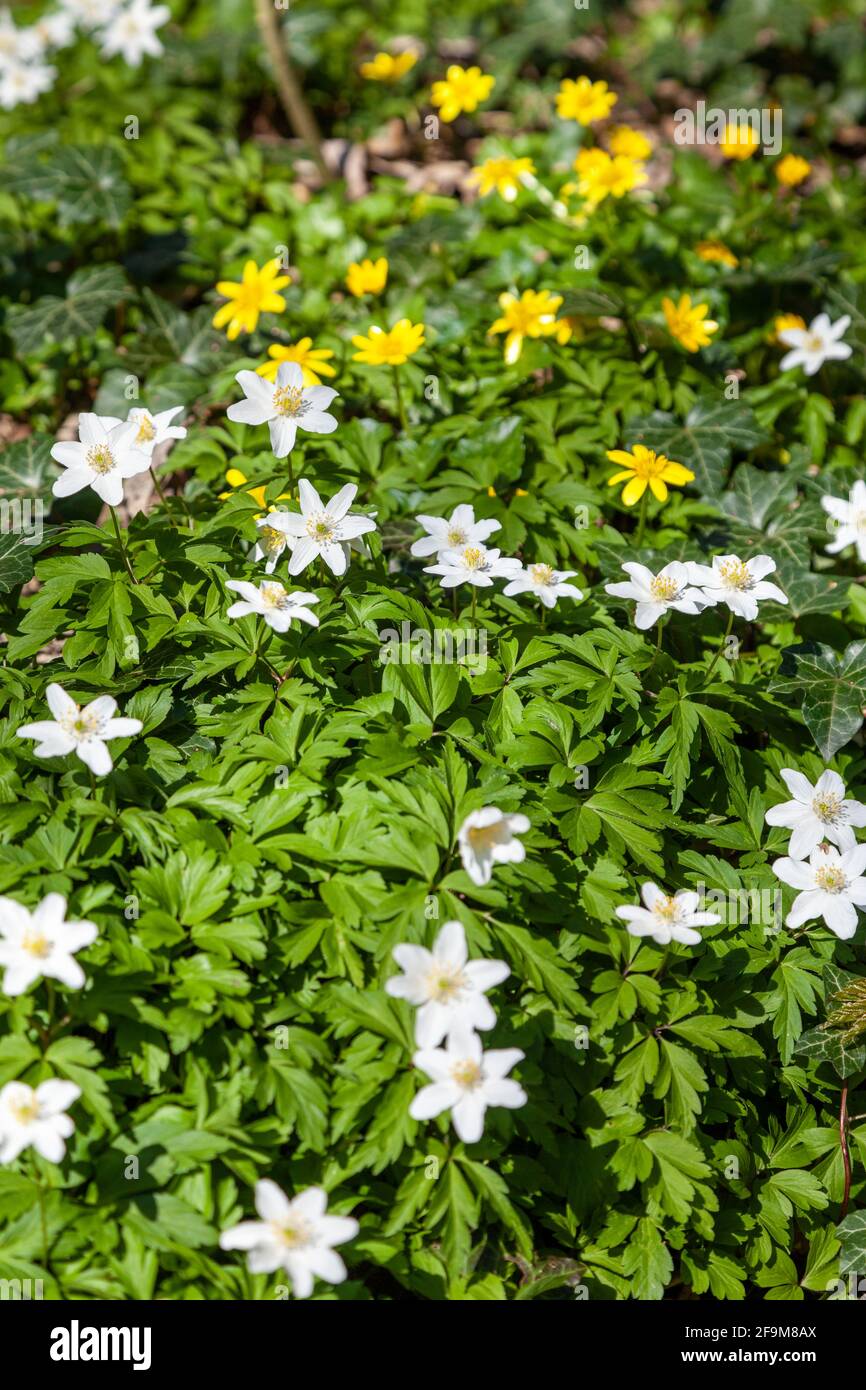 Buttercup family ranunculaceae hi-res stock photography and images - Alamy
