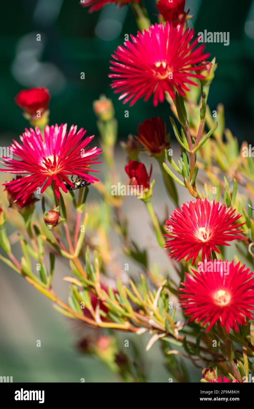 Malephora crocea pinkish color, recommended as a groundcover in areas ...