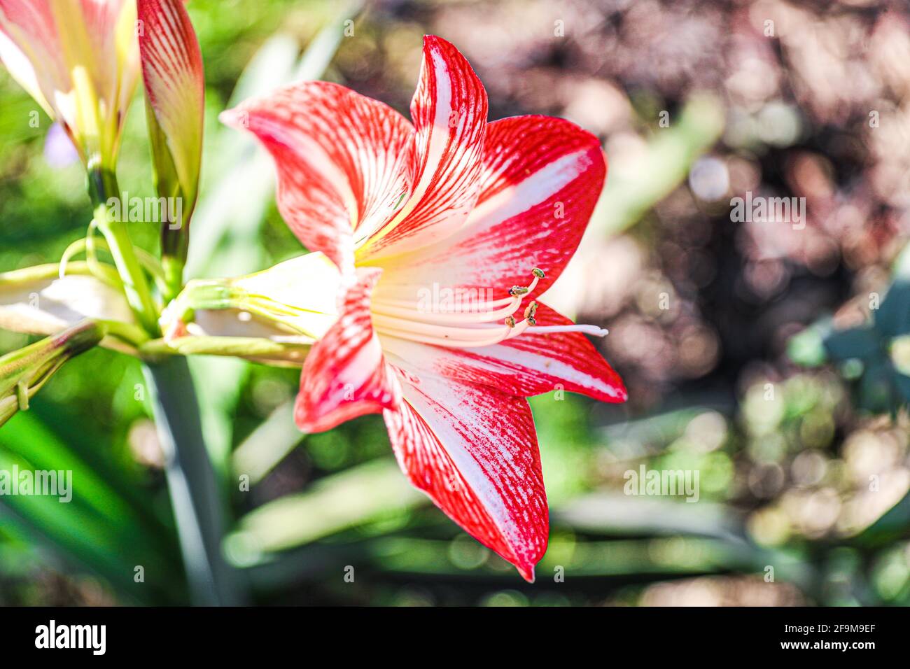 Amaryllis Flaming Peacock, Lilium, Lily, Red and White Double Amaryllis ...
