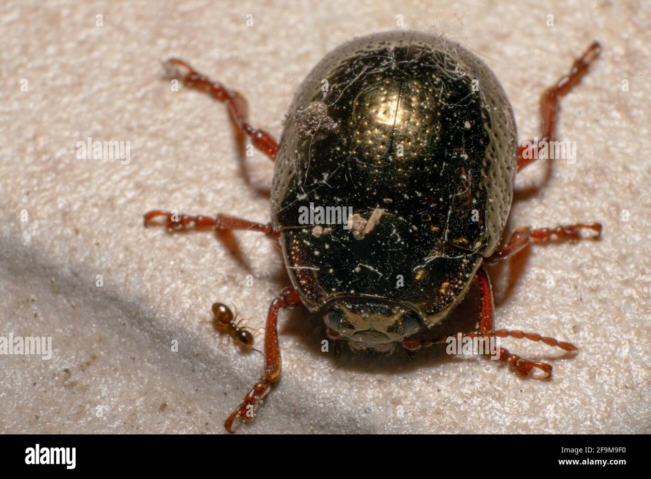 Insects leaf hi-res stock photography and images - Alamy