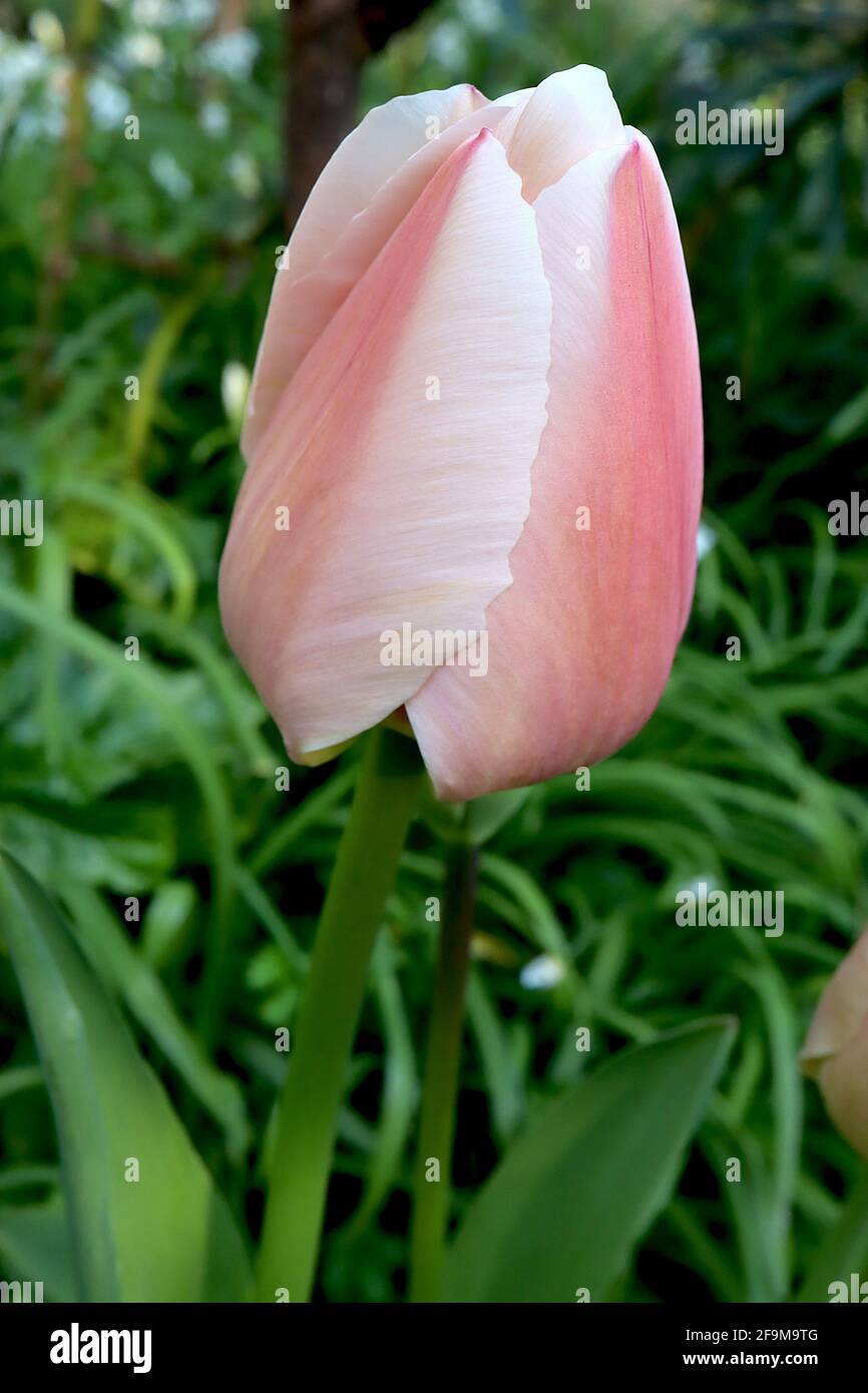 Tulipa ‘Apricot Pride’ Darwin hybrid 4 Apricot Pride tulip – pink ...