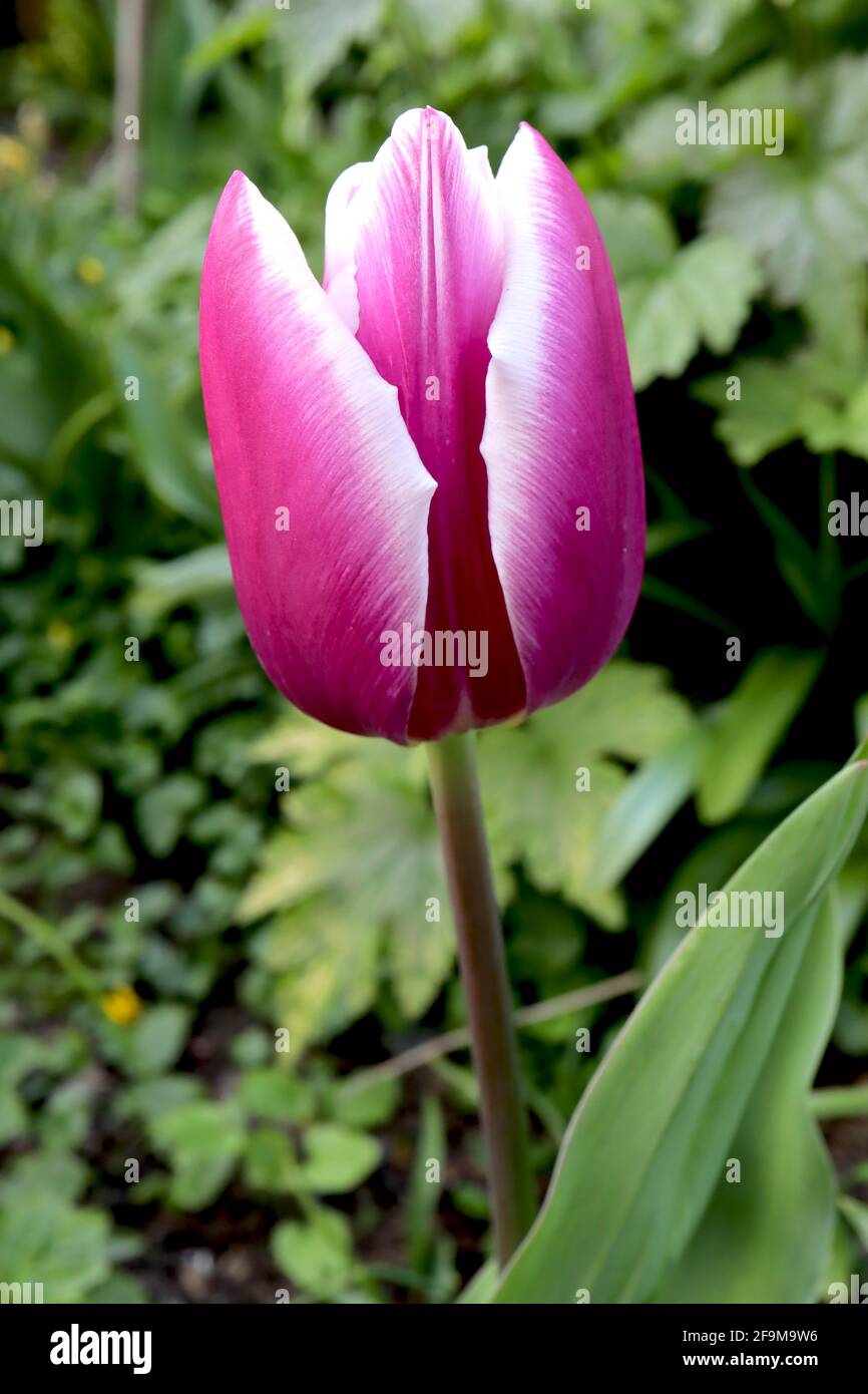 Slender strap shaped leaves hi-res stock photography and images - Alamy