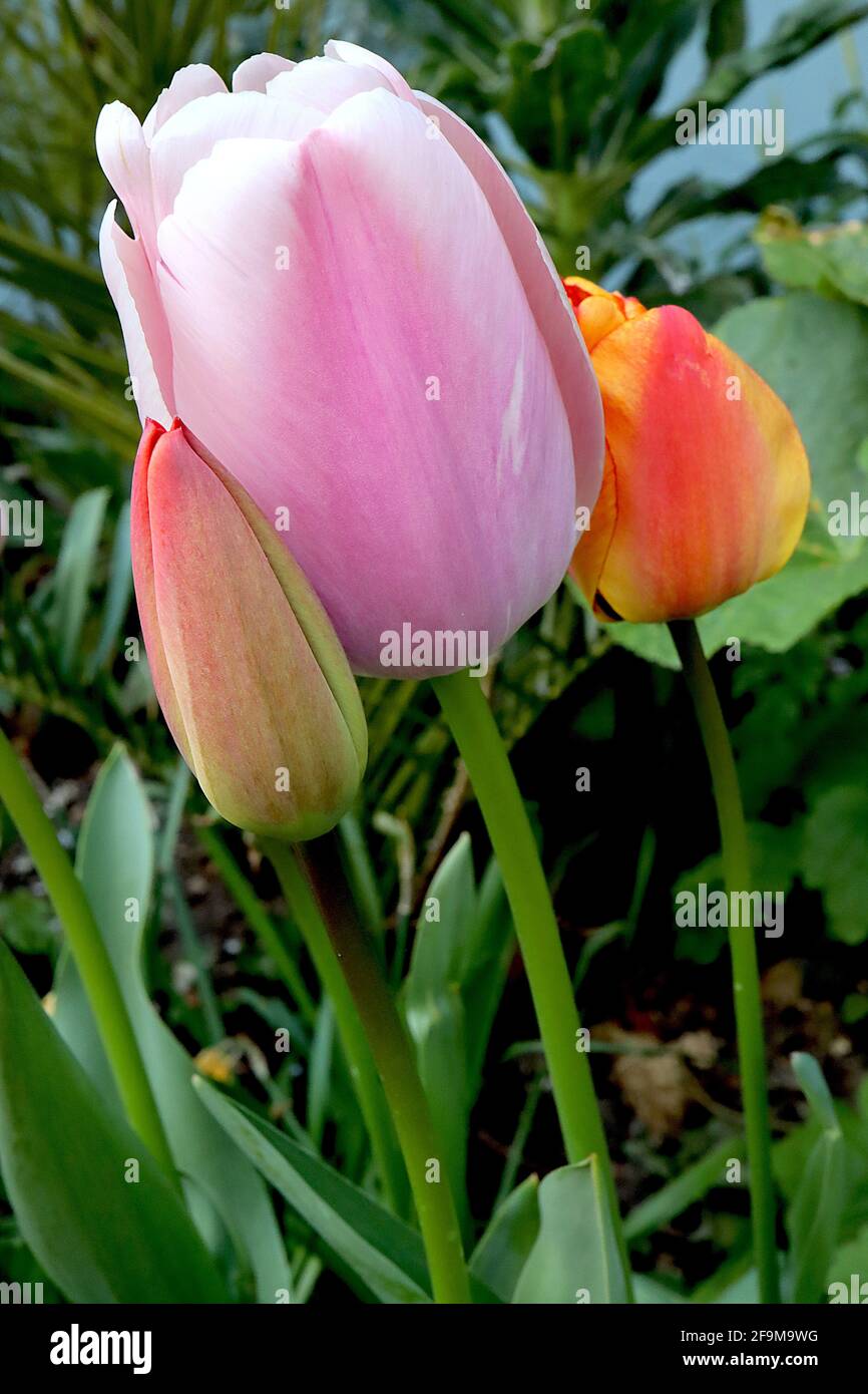 Tulipa ‘Pink Diamond’ Single late 5 Pink Diamond tulip - pale pink ...